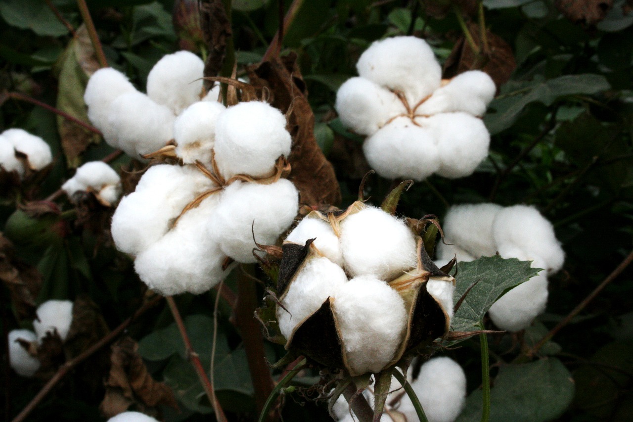 What is Organic Cotton NOP and NPOP Certificate - Textiles Bar
